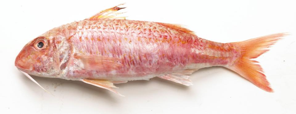 Vissen van de lente: zeebarbeel, rode poon, rog | Lekker van bij ons ...